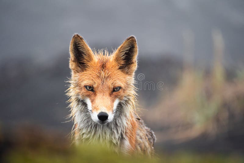 Wild Fox Looking into Camera Stock Image - Image of outdoors, fauna ...