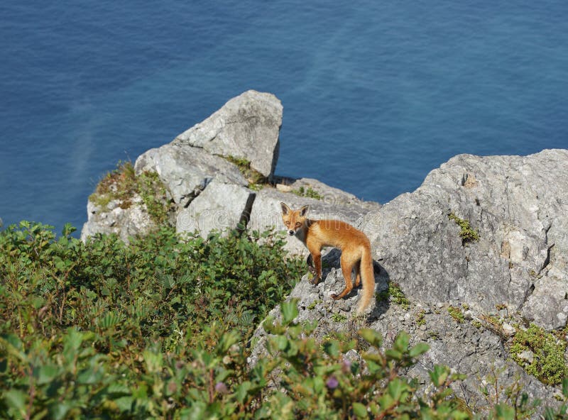 Wild Fox Looking at Camera on Shikotan Island Stock Photo - Image of ...