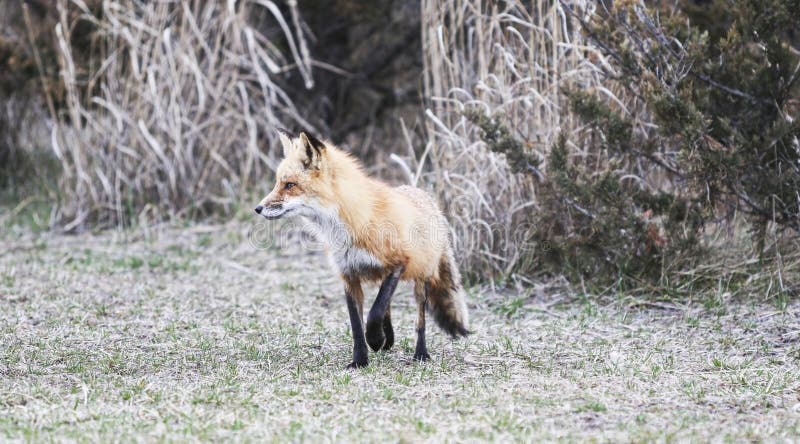 Wild Fox Walking on the Side of the Road Stock Image - Image of fire ...
