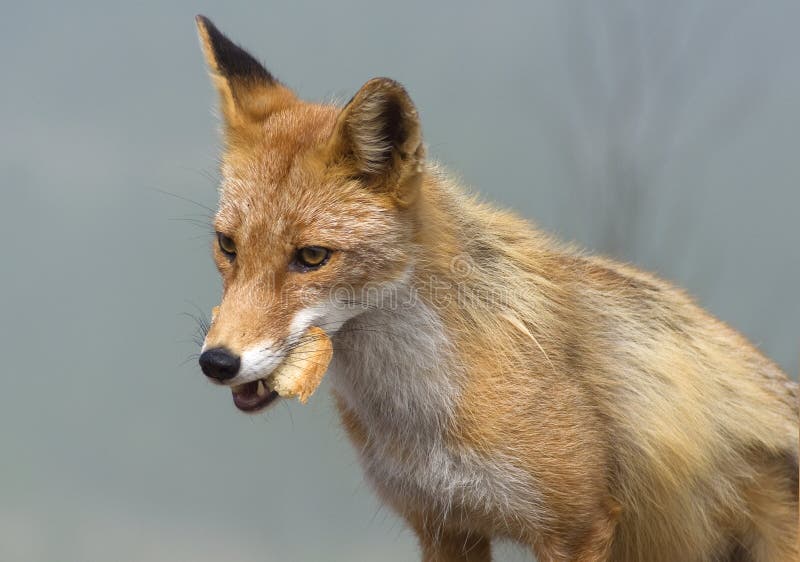 Wild fox stock photo. Image of vulpes, cute, carnivore - 163069052