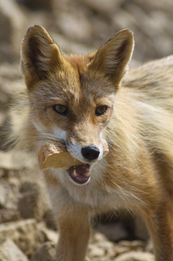 Wild fox stock image. Image of canine, wild, hunting - 163069811