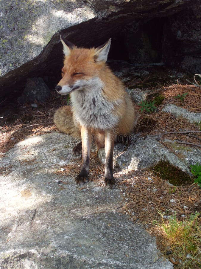 Wild fox stock photo. Image of fauna, wildlife, forrest - 57182298