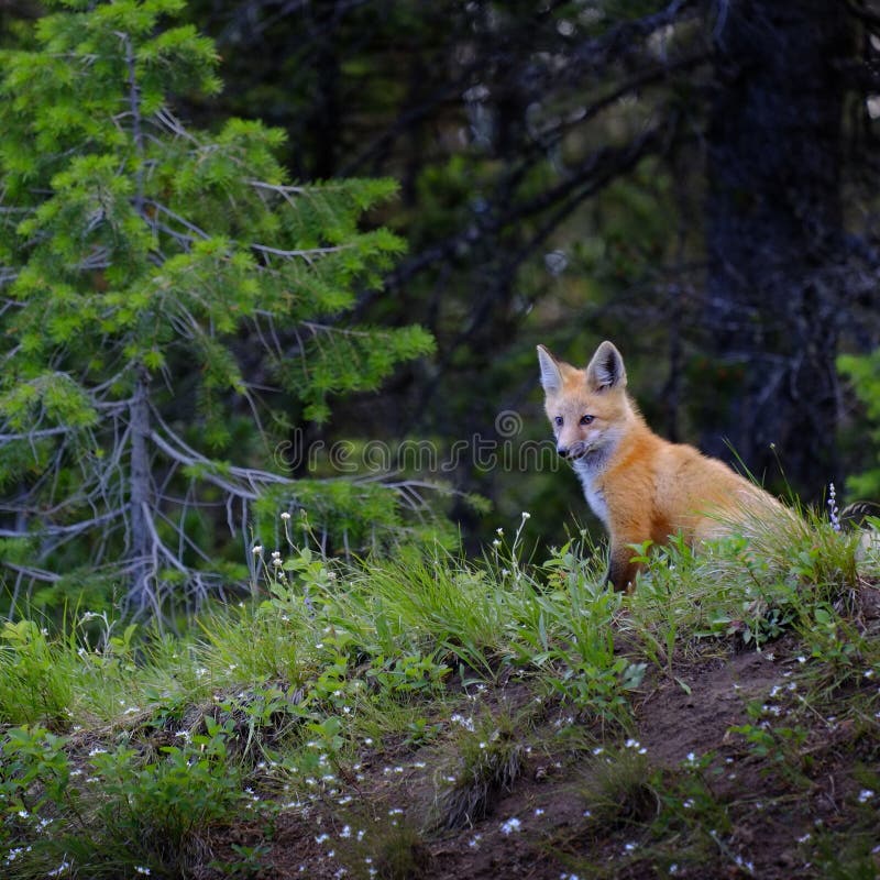 Wild Fox Near Den in Wilderness Animals Stock Photo - Image of creature ...