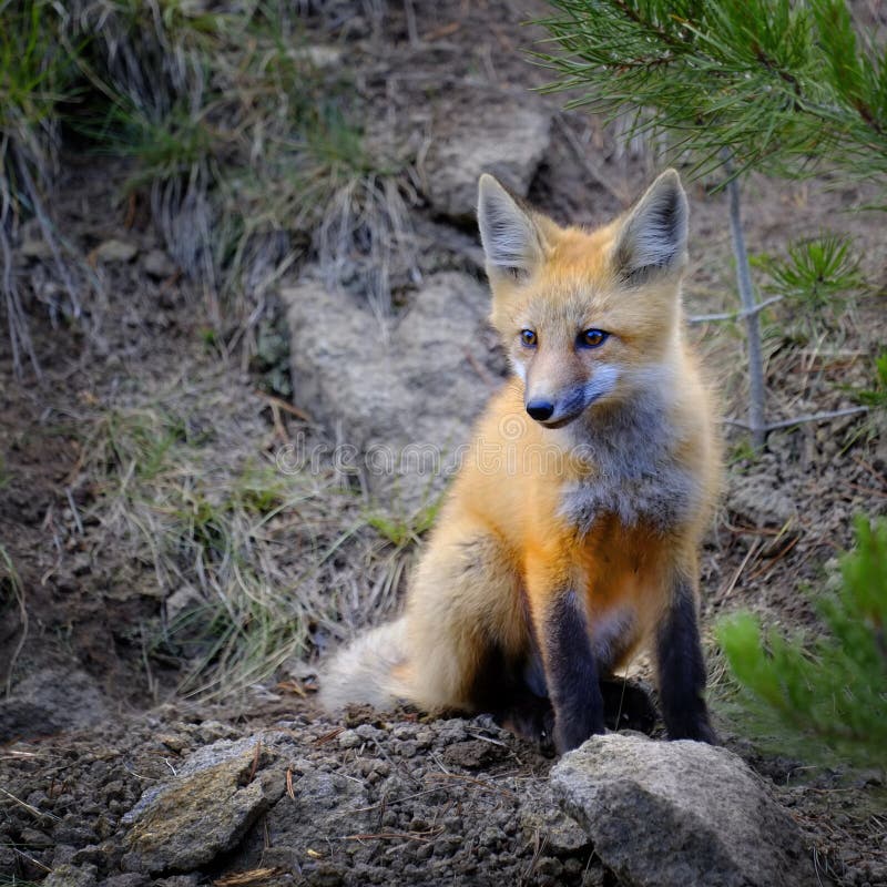 Wild Fox Near Den in Wilderness Animals Stock Photo - Image of alert ...