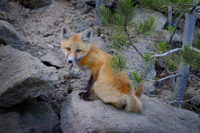 Wild Fox Near Den in Wilderness Animals Stock Photo - Image of ...