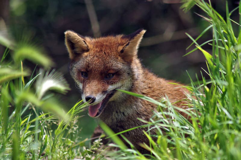 Wild fox in the wild stock photo. Image of green, cute - 160540266
