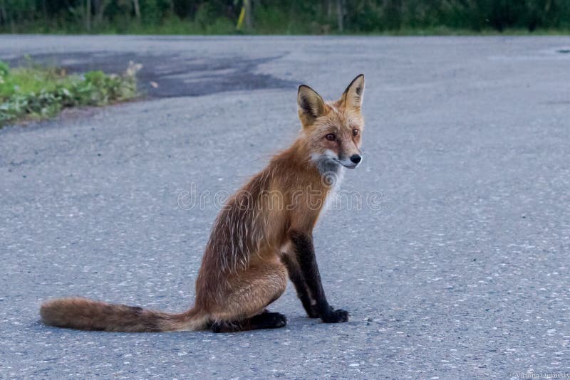 Wild fox on a road stock photo. Image of street, visitor - 79652764