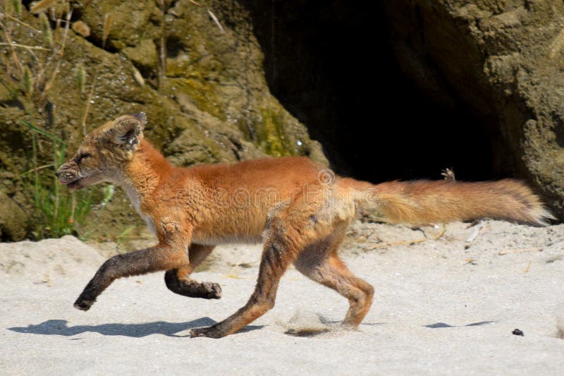 Fox on the Beach stock photo. Image of outdoor, outside - 250944094