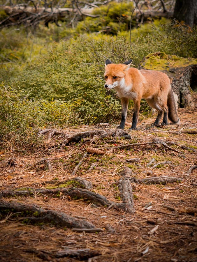 A Wild Fox in the Wild in the Slovak Forest Stock Photo - Image of ...