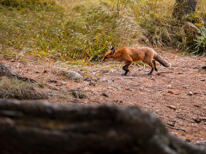 A Wild Fox in the Wild in the Slovak Forest Stock Image - Image of ...