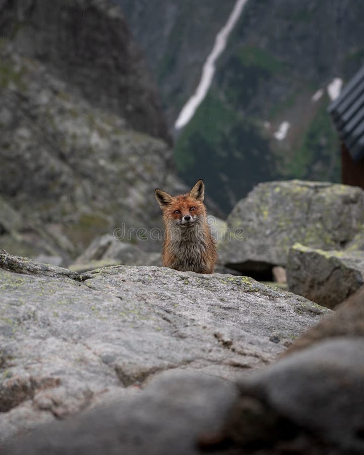 Wild Fox Spotted in the High Tatras Mountains Stock Image - Image of ...