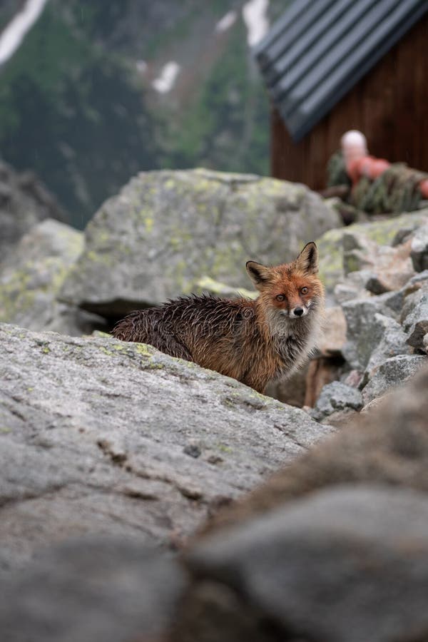 Wild Fox Spotted in the High Tatras Mountains Stock Photo - Image of ...
