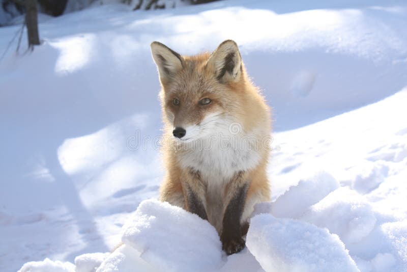 The wild fox in the winter stock image. Image of cute - 232270319