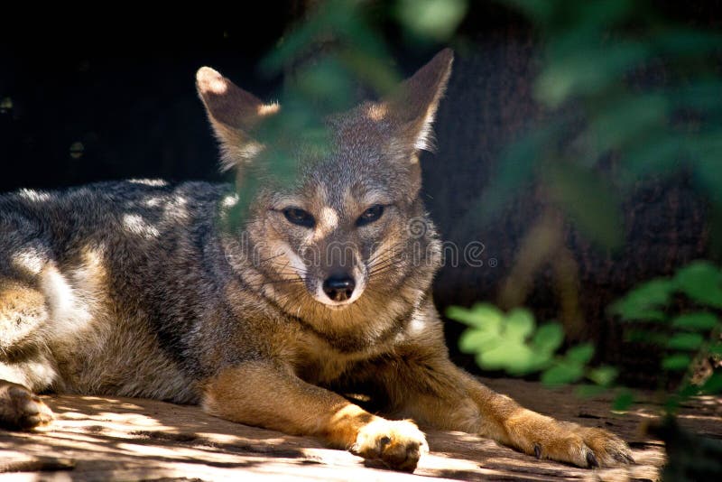 Wild fox at the zoo stock photo. Image of fennec, face - 134415720
