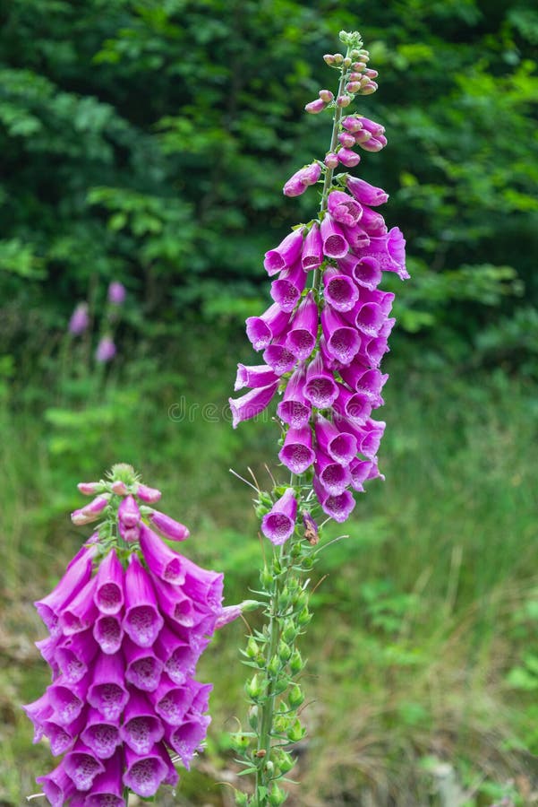 Wild Foxglove Flower, Digitalis Purpurea, Single Flower on Green in the ...