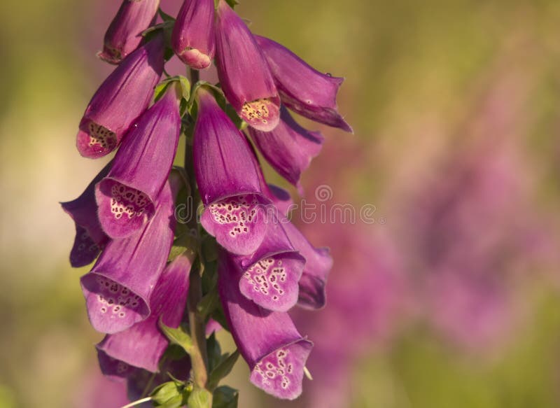 Wild Foxglove (Digitalis Purpurea) Stock Photo - Image of nature ...