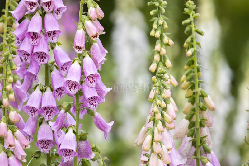 Wild Foxglove Flowers, Digitalis Plants Stock Photo - Image of pink ...