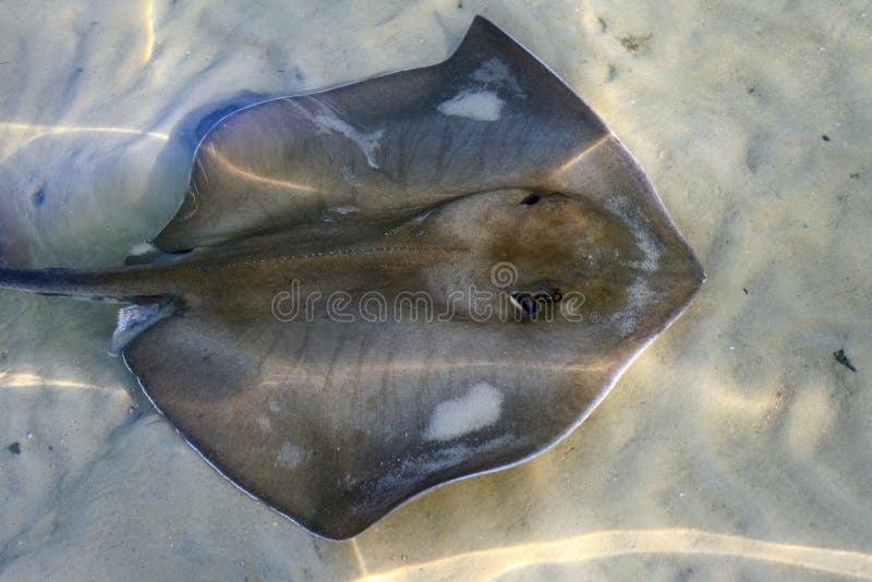 Wild and Free Stingray stock image. Image of pine, marine - 5260275