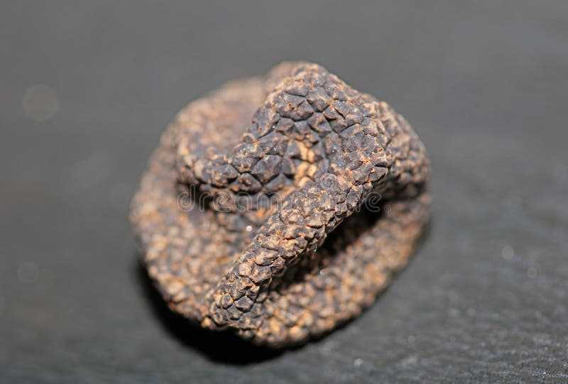 Wild Fresh Black Winter Truffle Mushrooms Close Up Background Big Size Tuber Instant Print