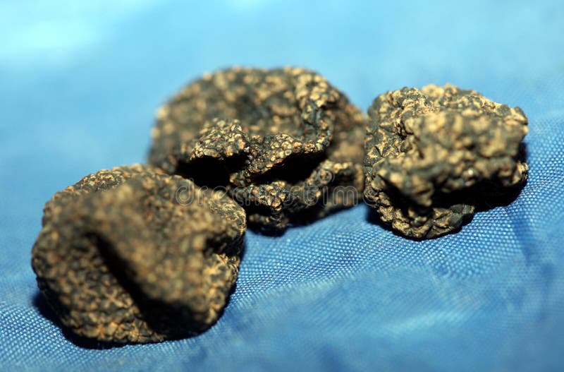 Wild Fresh Black Winter Truffle Mushrooms Close Up Background Big Size Tuber Instant Print