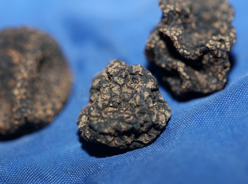 Wild Fresh Black Winter Truffle Mushrooms Close Up Background Big Size Tuber Instant Print