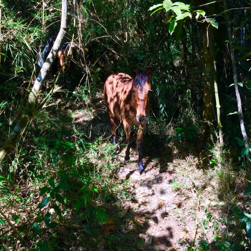 Wild friendly horses stock photo. Image of adventure - 96581764