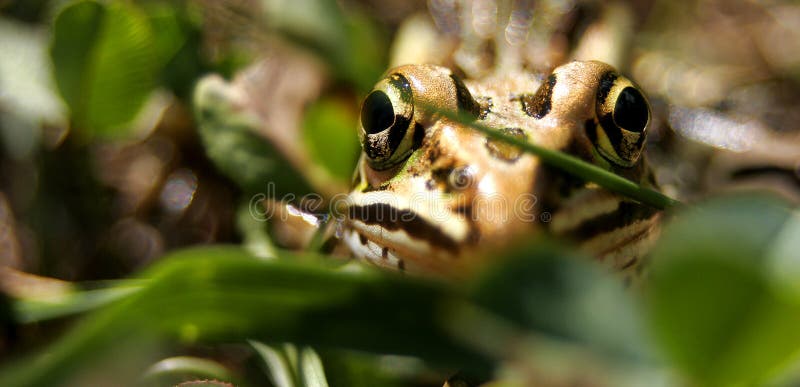 Wild frog stock image. Image of panorama, amphibian, macro - 265609