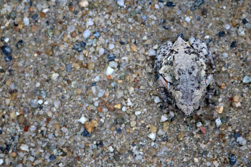 Sand frog on white stock photo. Image of closeup, close - 139531626