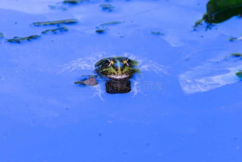 Wild Frog in the Blue Water, with Reflection. Kirklareli, Turkey Stock ...
