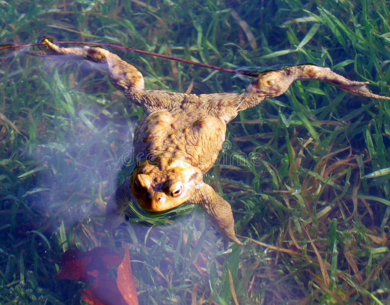 579 Frog Pond Swimming Pool Stock Photos - Free & Royalty-Free Stock ...