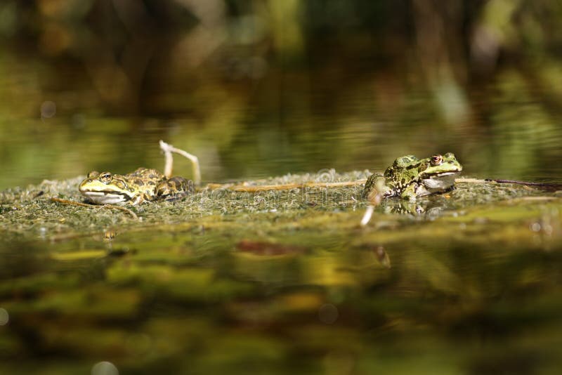 Wild Frogs stock image. Image of sunbathing, surface - 11276469