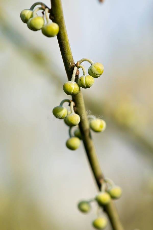 Wild fruit stock photo. Image of food, quantity, asian - 12425632