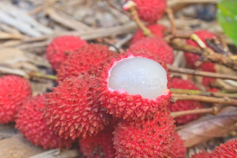 Wild Fruit from Forest, Wild Lychee Stock Photo - Image of fruit ...