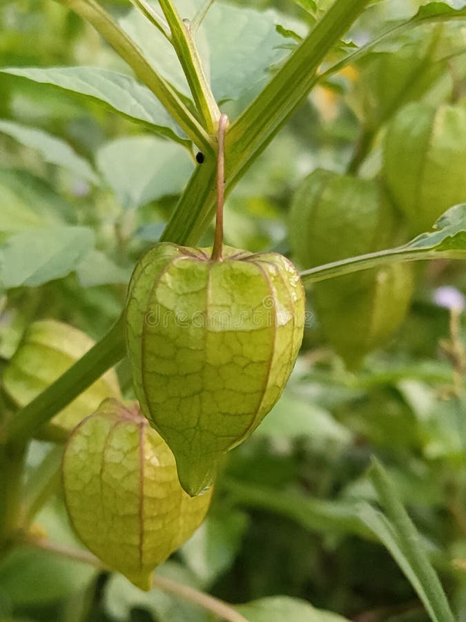 Wild Fruit Ground Cherry in Southeast Asia Stock Image - Image of green ...