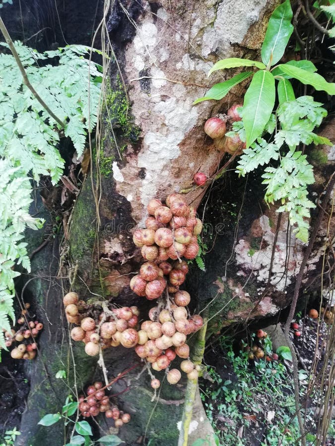 Wild Fruit Growth on the Tree in the Nature Stock Photo - Image of ...