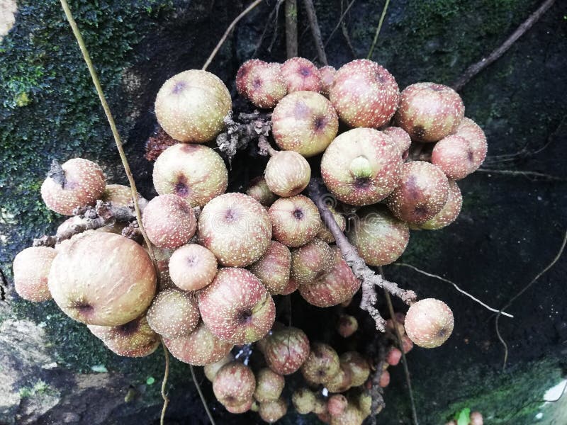 Wild Fruit Growth on the Tree in the Nature Stock Photo - Image of ...