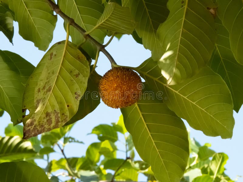 Beautiful Kadam Tree with Nature View Stock Image - Image of beautiful ...
