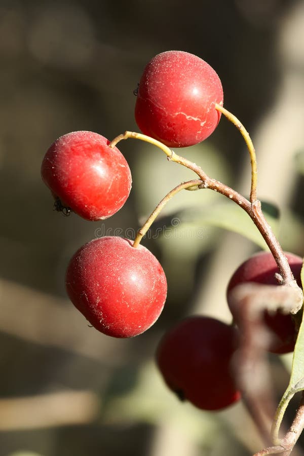 Wild fruits stock image. Image of multiflora, water, ferine - 16391729