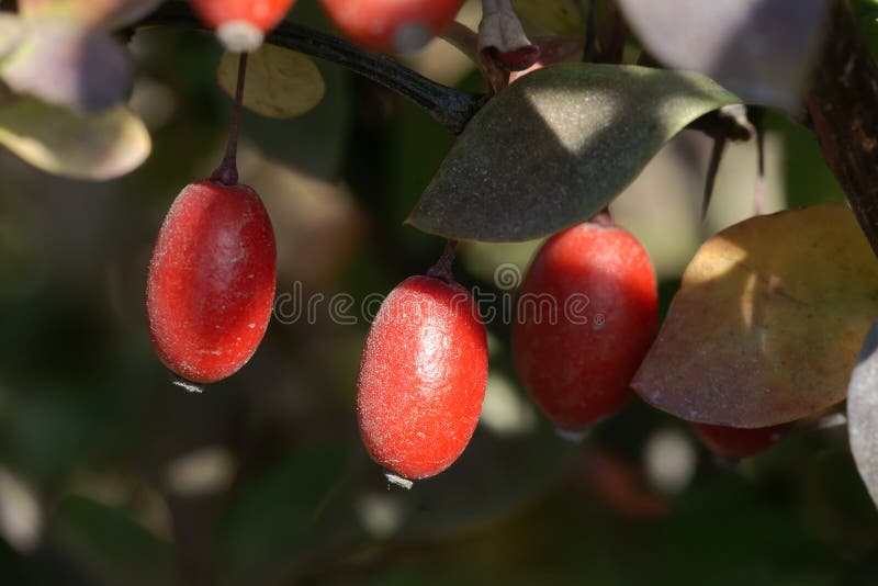 Wild fruits stock photo. Image of plant, fruit, wild - 16391910