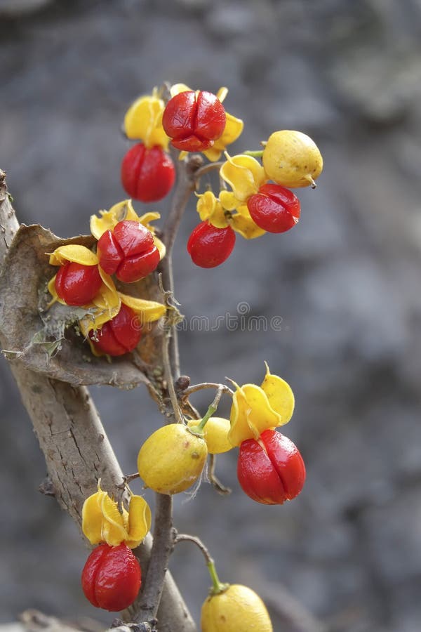 Wild fruits stock photo. Image of natural, fruitage, fruits - 79767526