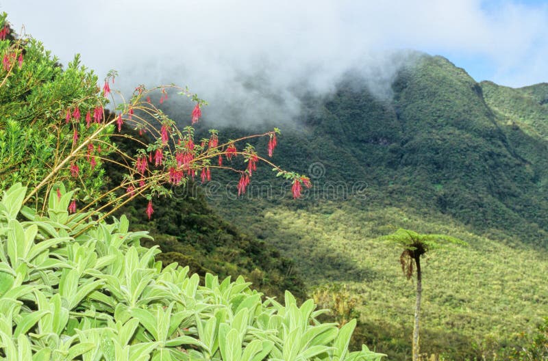 Wild fuchsia stock image. Image of bush, hanging, nature - 1143029