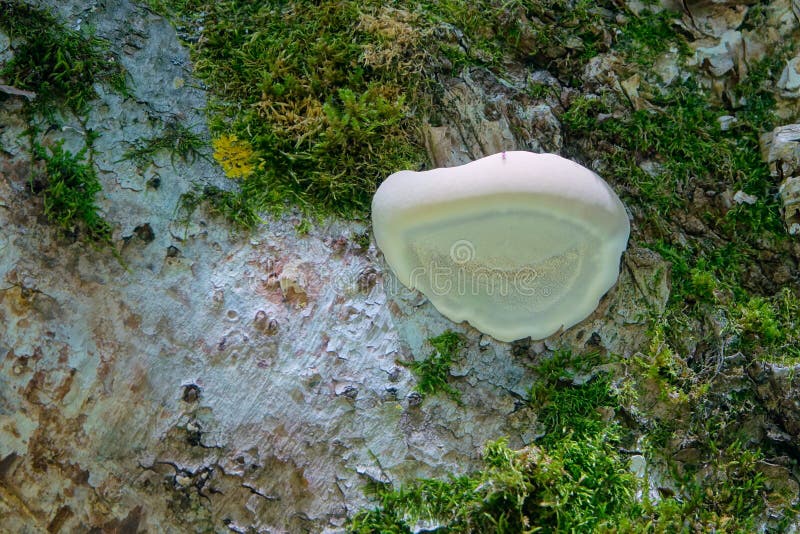 Wild fungoid stock photo. Image of sporophore, nature - 122691720