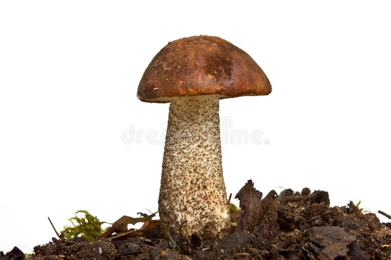 29,676 Toxic Wild Plant Stock Photos - Free & Royalty-Free Stock Photos ...