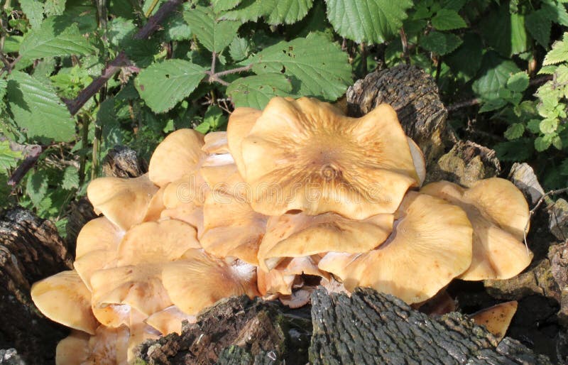 Wild Fungus on a Tree in Devon Stock Image - Image of fungus, wild ...