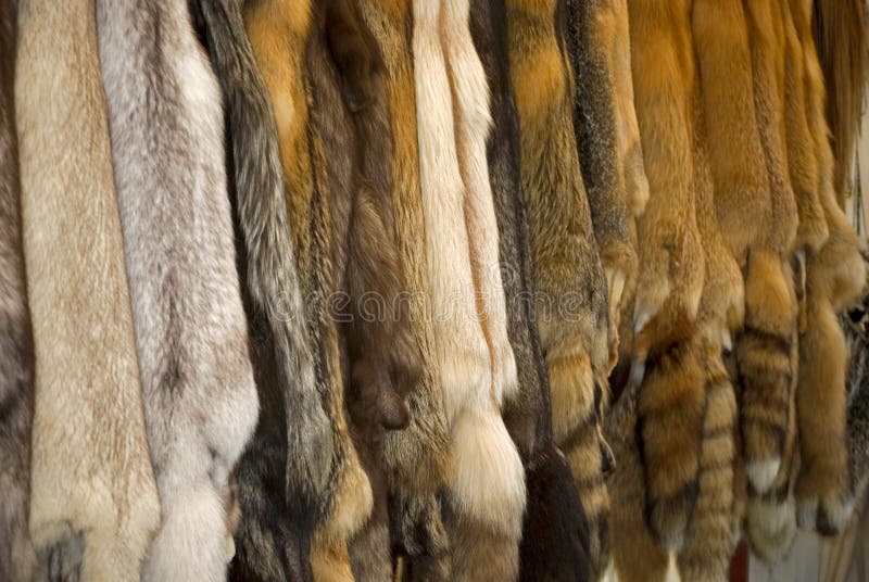 Wild Fur stock photo. Image of tail, hang, animal, rich - 9222438