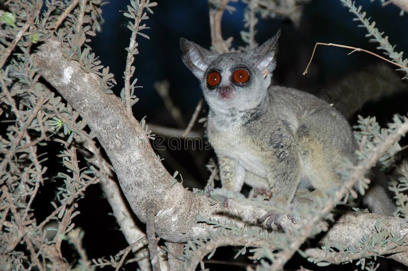 Wild Galago (Bush Baby) In The Dark Stock Photos - Image: 7745483