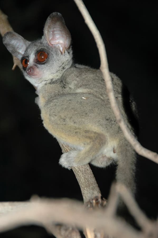 Wild Galago (Bush Baby) in the Dark Stock Photo - Image of galagonidaes ...