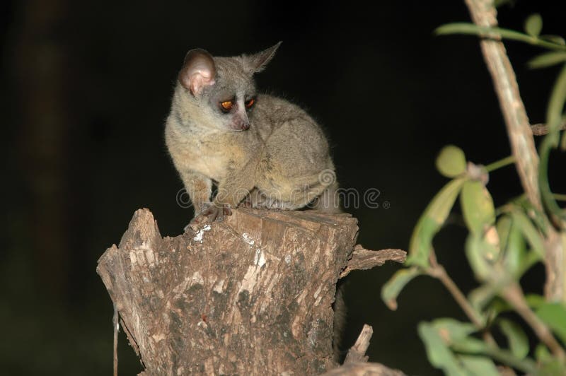 Wild Galago (Bush Baby) in the Dark Stock Photo - Image of ears, babys ...