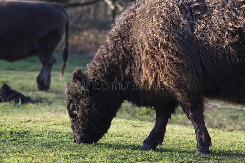 Wild Galloway Cow Grazing in Nature Stock Image - Image of schotland ...