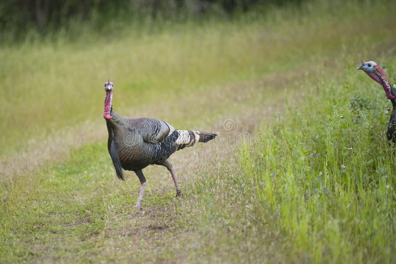 Wild game turkey stock photo. Image of birding, turkeys - 58139998